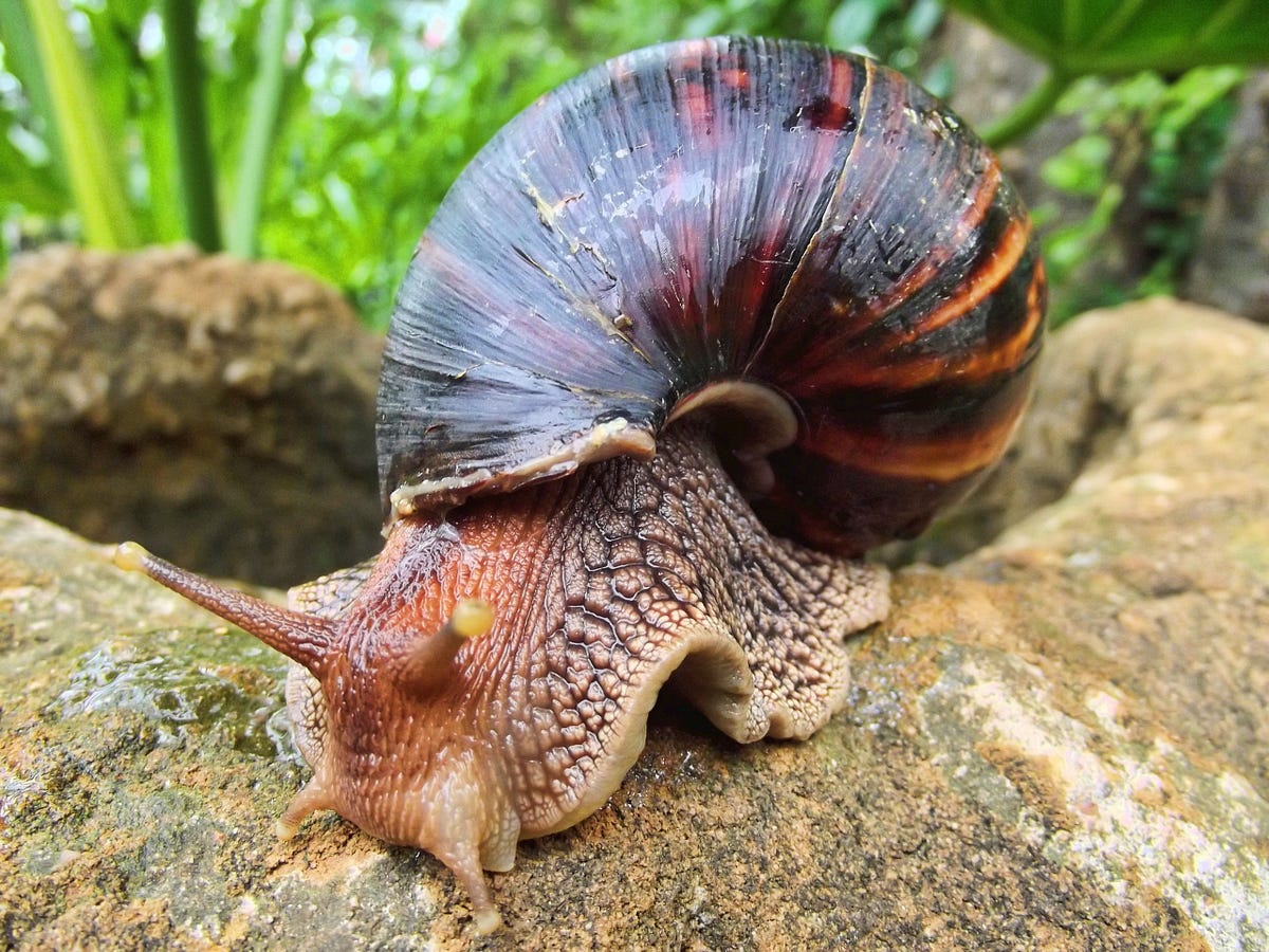 Size Matters: Exploring the World’s Largest Mollusks | by Dark Energy ...