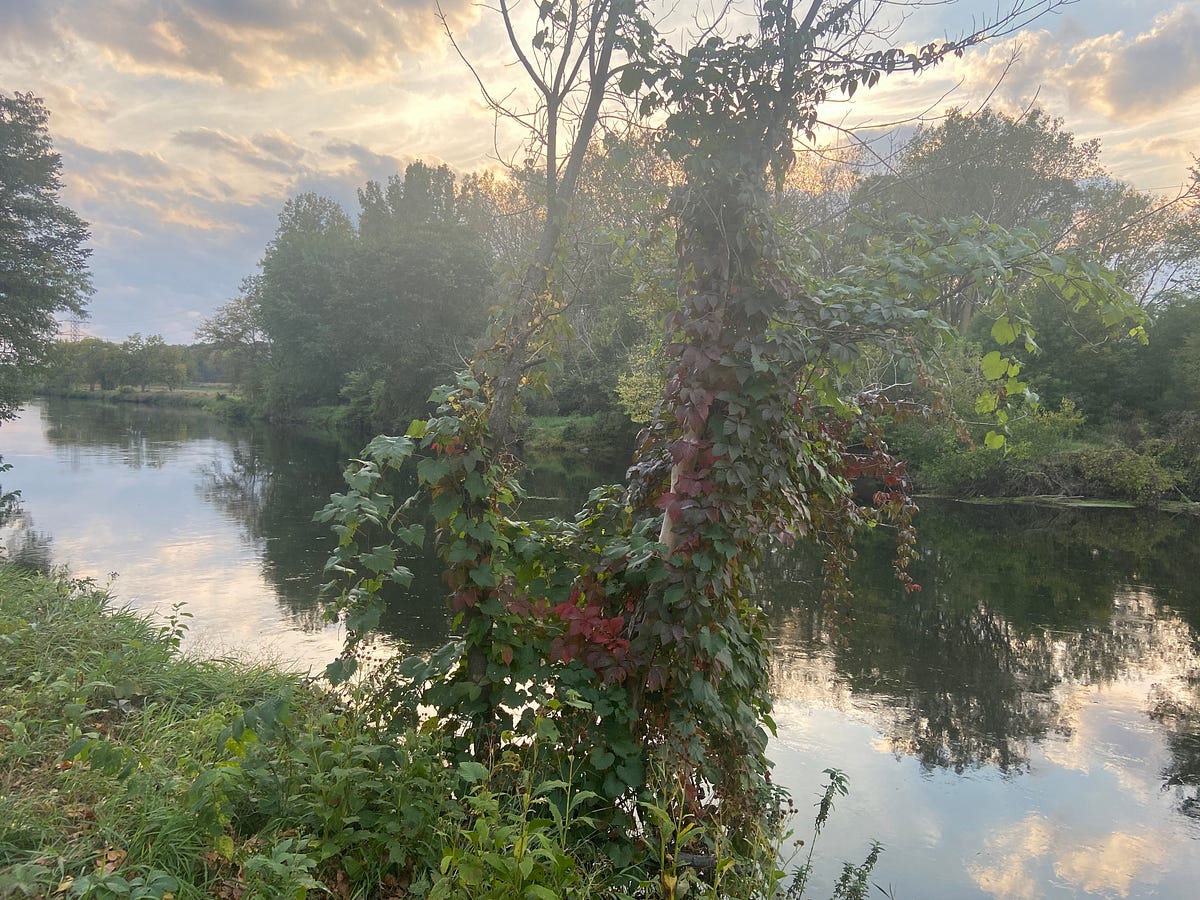 Reflections of Green. October Six Word Photo Story Challenge… | by Kris ...