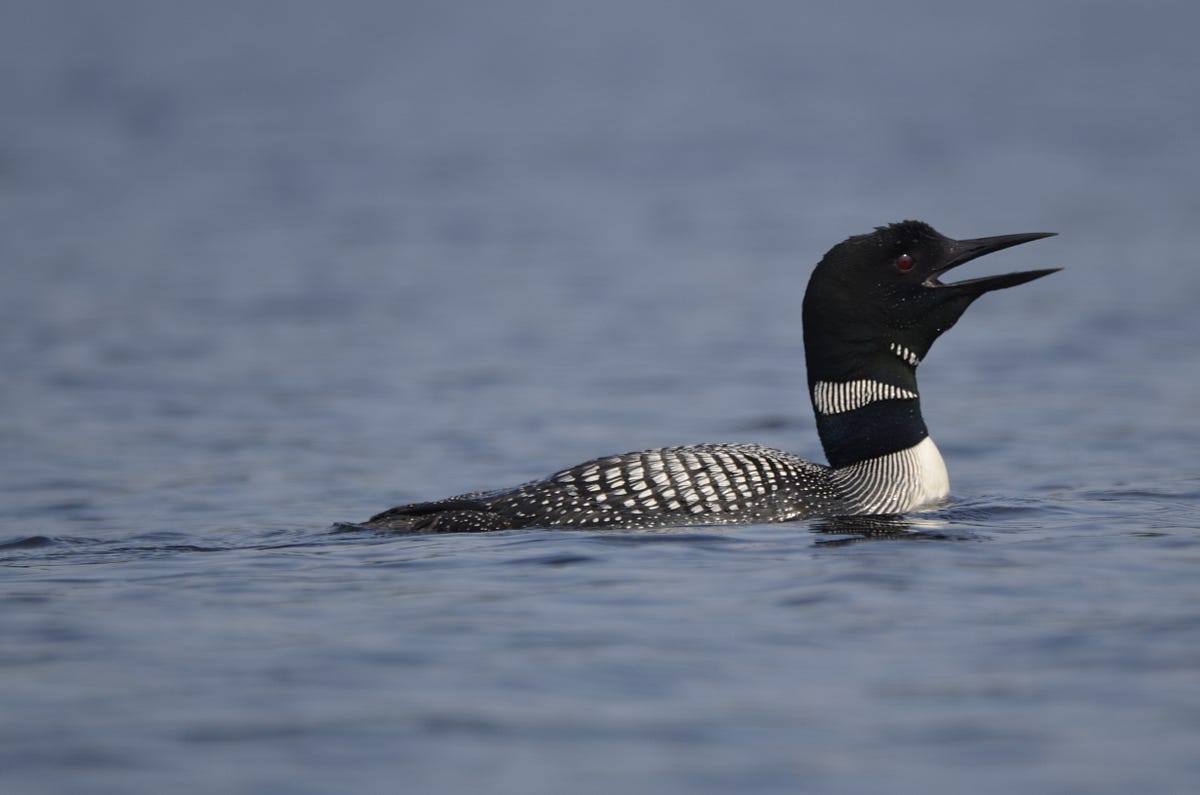 Loon Shots and Moon Shots. Not only because they rhyme | by Randy ...