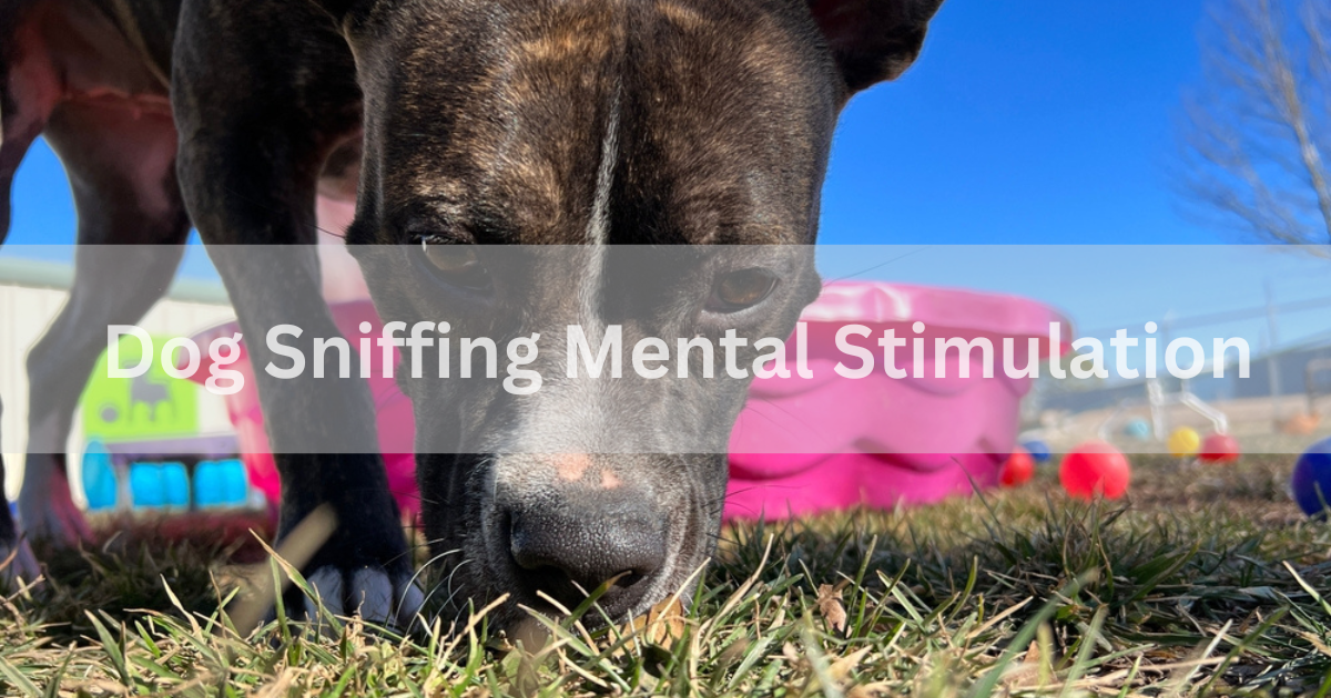 Understanding Dog Sniffing Mental Stimulation | by Dogs Zoology | Medium