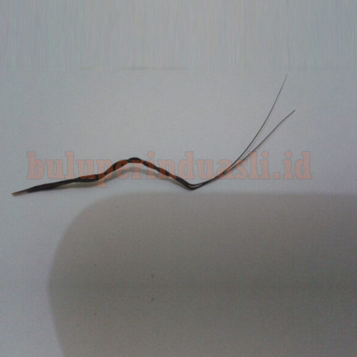 Manfaat Bulu Perindu Kalimantan Rahasia Alam yang Menakjubkan | by bulu ...