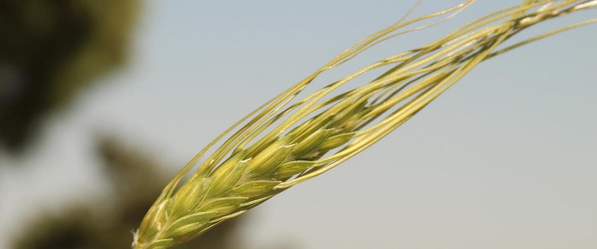 WHEAT GENOME SEQUENCED AFTER 13 YEARS | by HAMZA ABDULLAH | THE 21st ...
