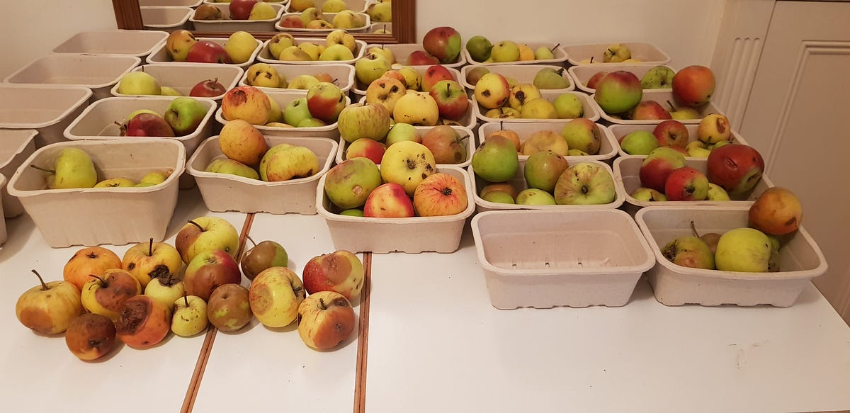 Salvaging Apples Without Waste. And blessing my neighbour in the… | by Ella Read | Strength By ...