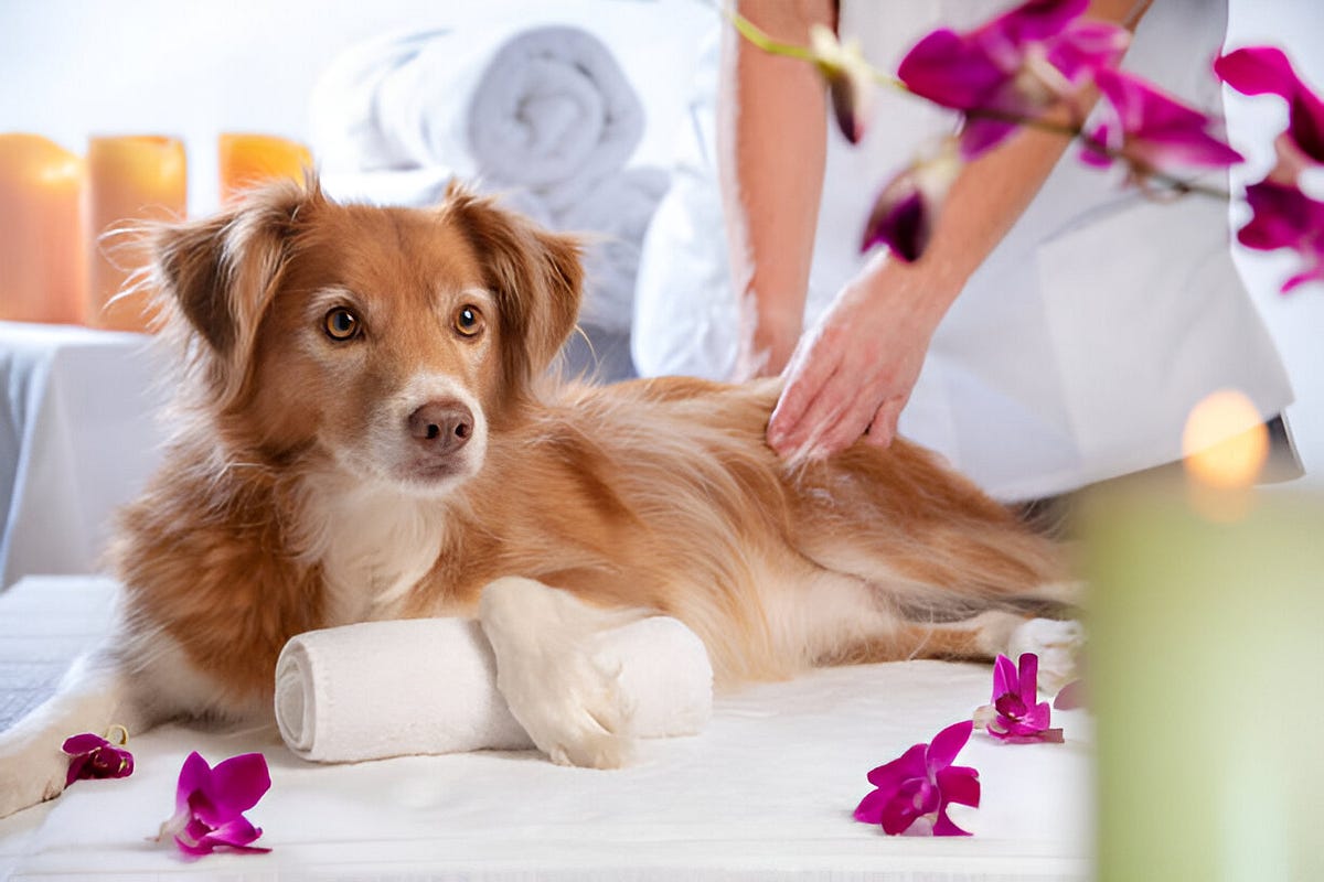 Welcome to Holistic Dog Life: Embracing Natural Wellness for Happier ...