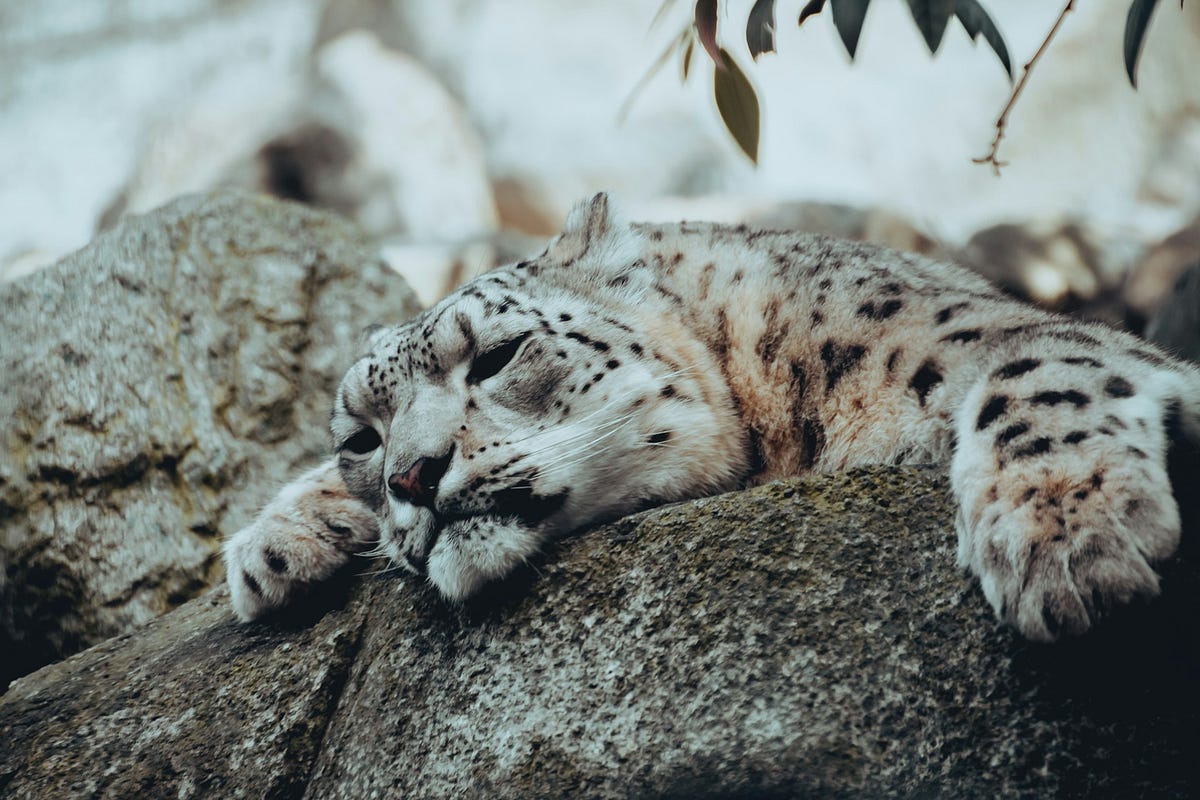 Why Zoos Are Still Essential to Humans and Animals | by Trisha Ready ...