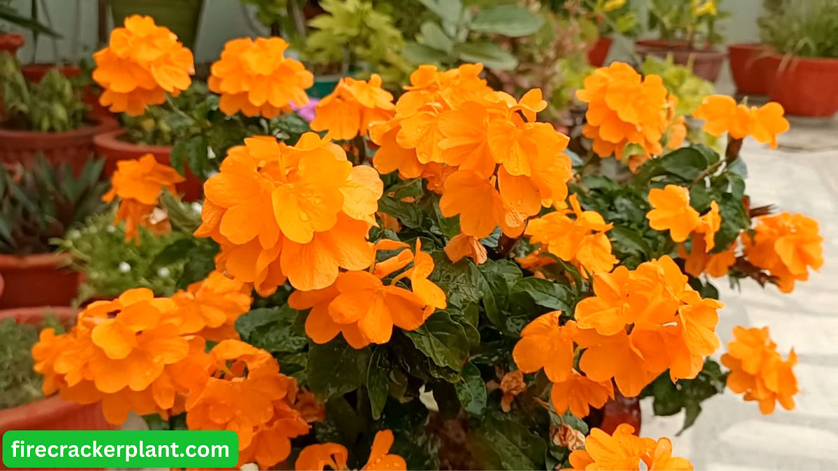 Unlocking the Secrets of Crossandra Plant Care: A Comprehensive Guide ...