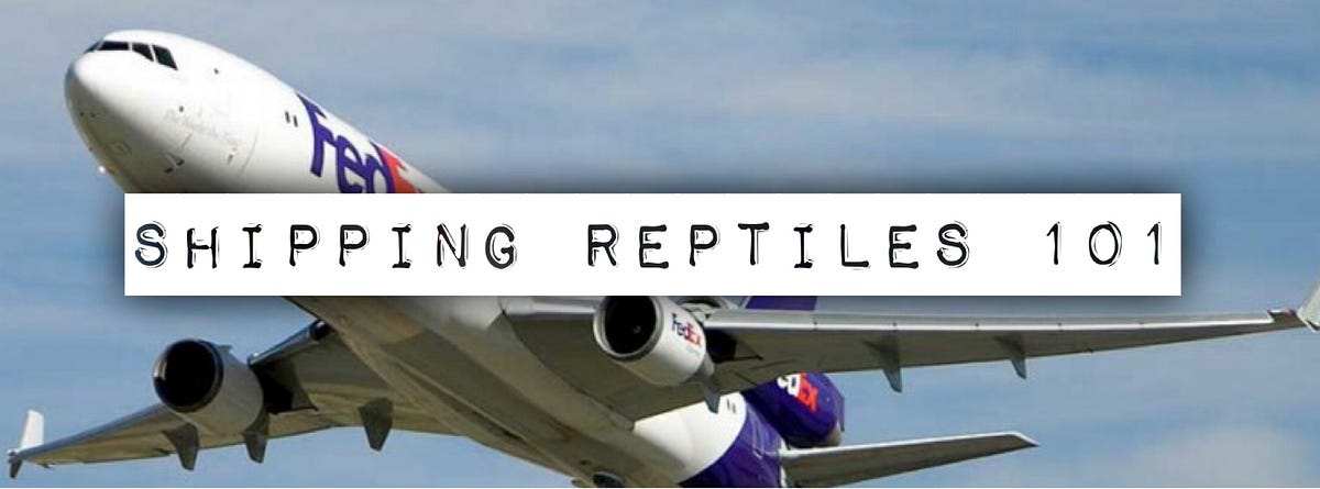 Shipping Reptiles 101. What’s up everybody!? I thought I would… | by ...