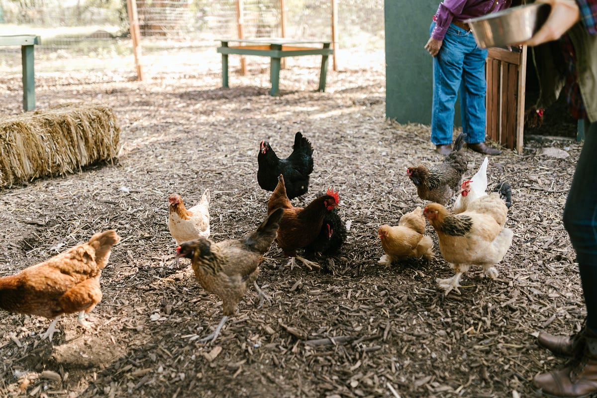 From Coop to Table: Revolutionizing Self-Sustainability with Your Own ...