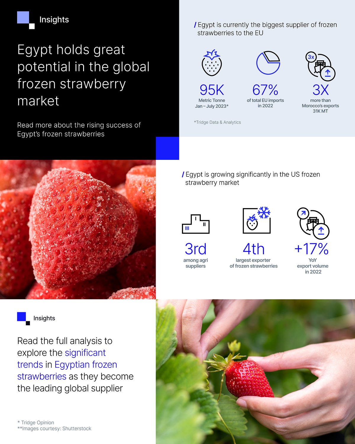 Tridge — Egyptian Frozen Strawberry Exports are Increasing their Global ...