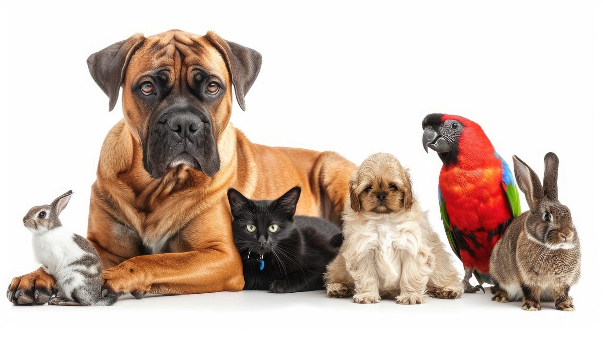 How To Choose The Perfect Pet For Your Child | by Vicky Patel | Jun ...