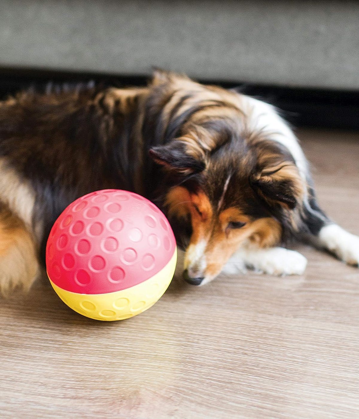 Fix Your Dog’s Behavior Problems with These Enrichment Activities | by ...