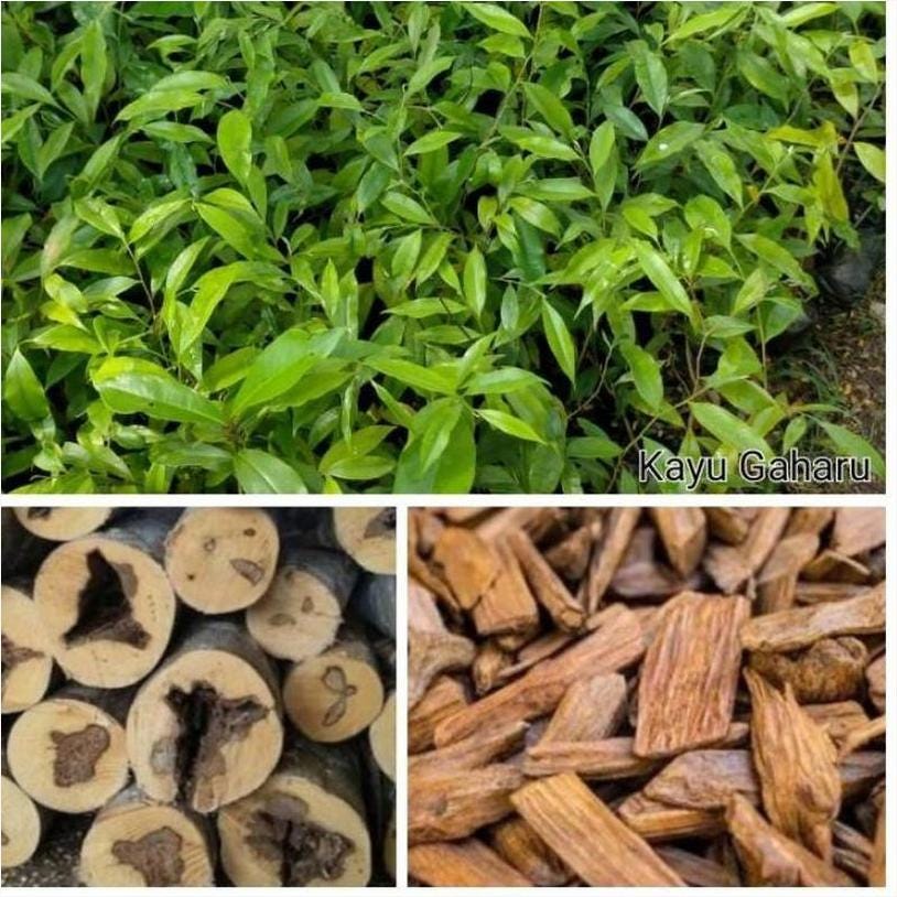 Yuk Beli Bibit Kayu Gaharu Super Unggul ,, Rembang Berkualitas | by ...