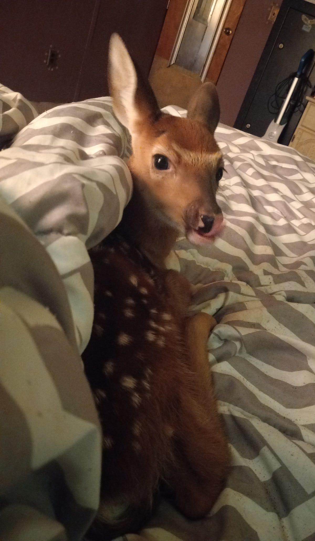 Surprise!. Everyone meet Gizmo! ♡ | by Dixie Dodd ♡ | Medium