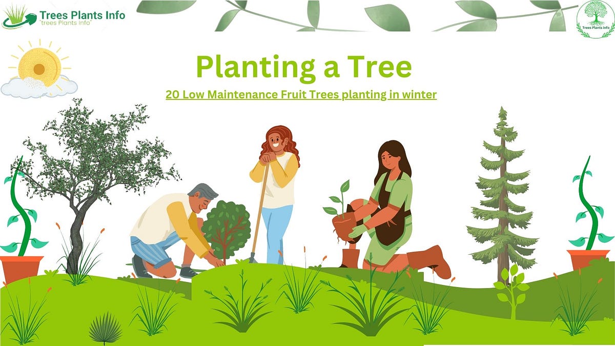 20 Low Maintenance Fruit Trees planting in winter - Trees plants - Medium
