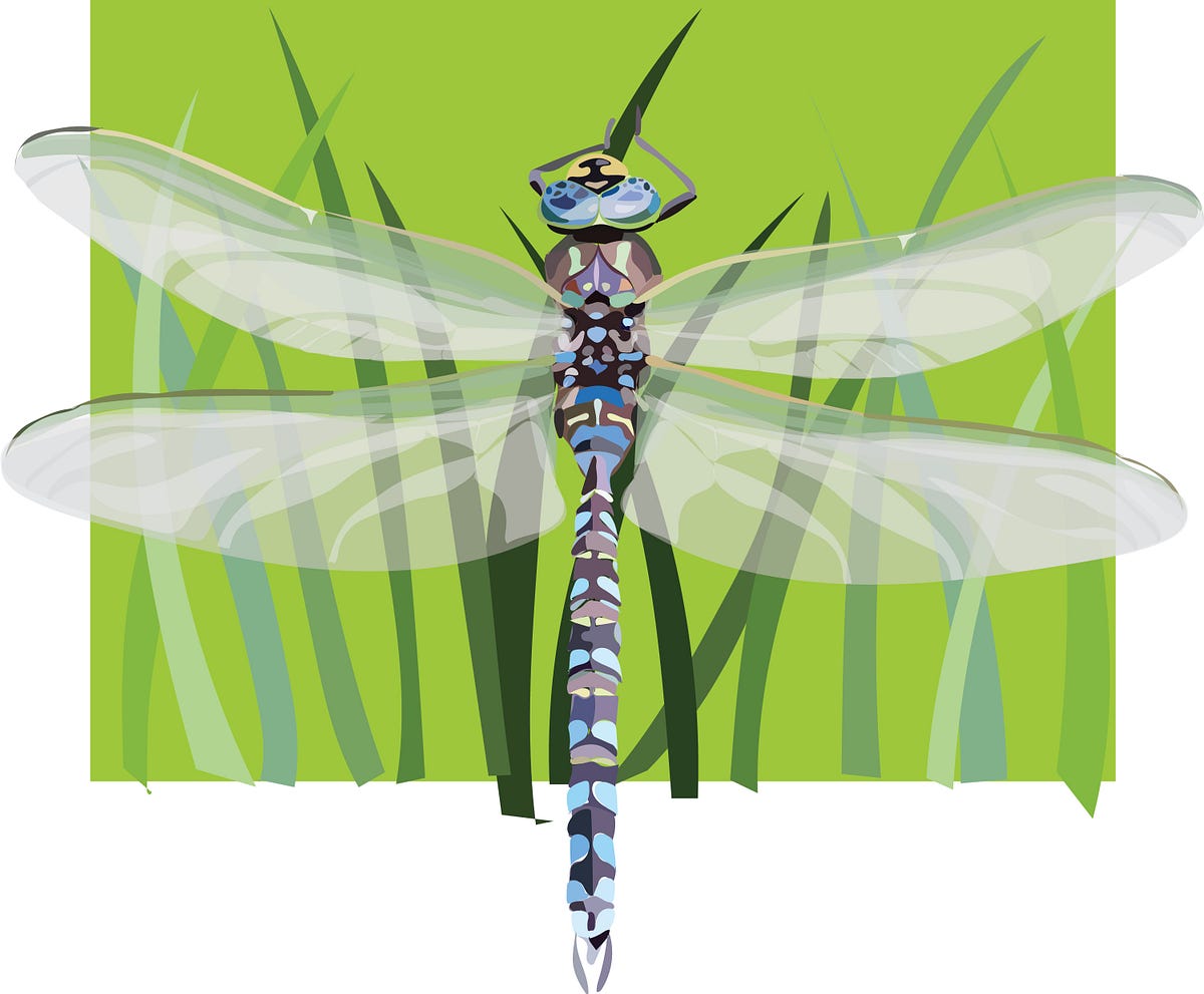 Alaska’s Dazzling Dragons and Damsels | by U.S.Fish&Wildlife Alaska ...