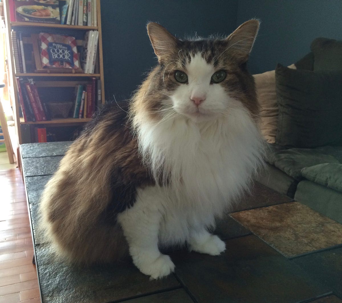 The Cat that Changed Everything. My journey to enlightenment | by Chris ...