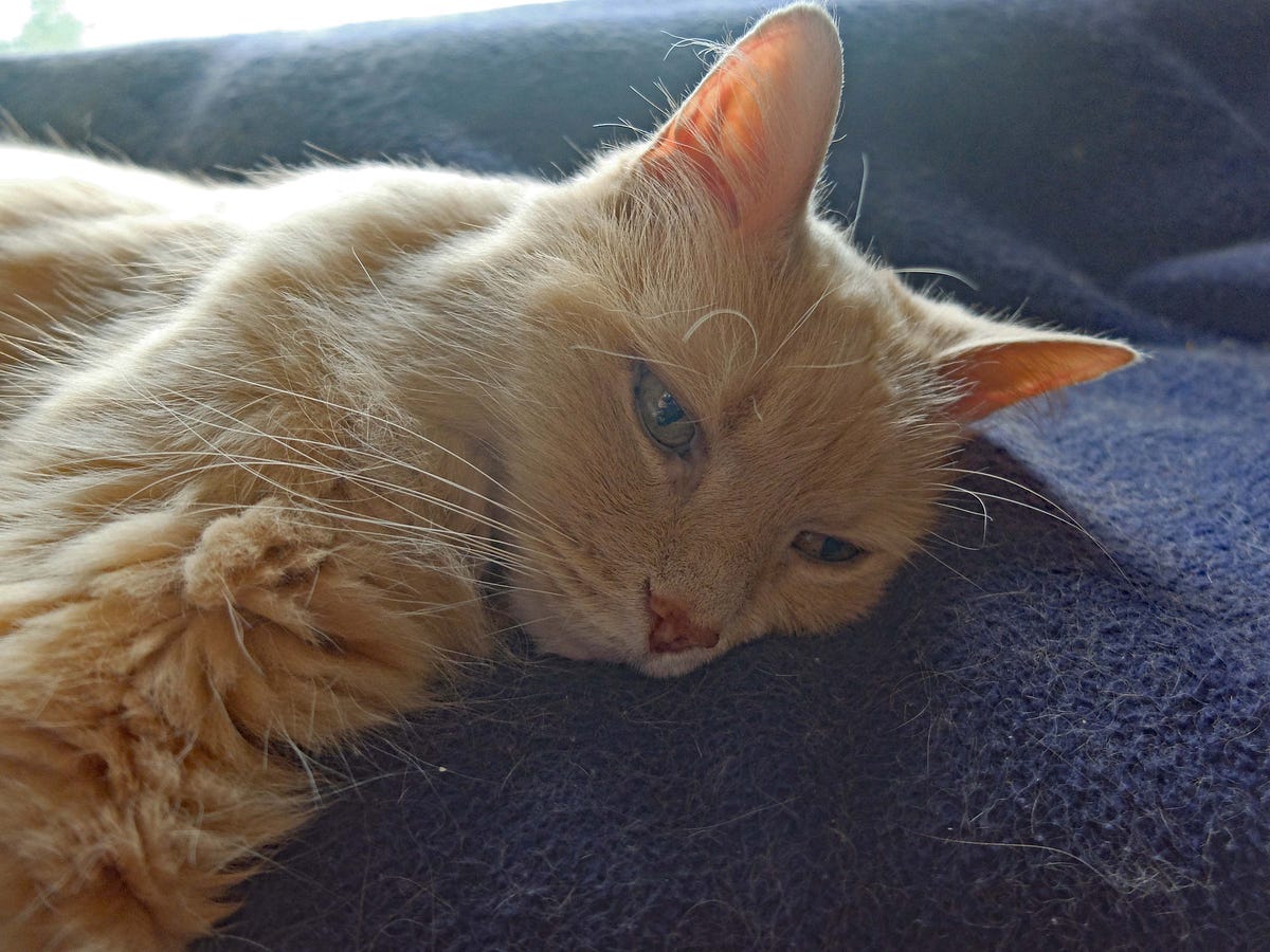 Caturday -With Taffy - Catness - Medium