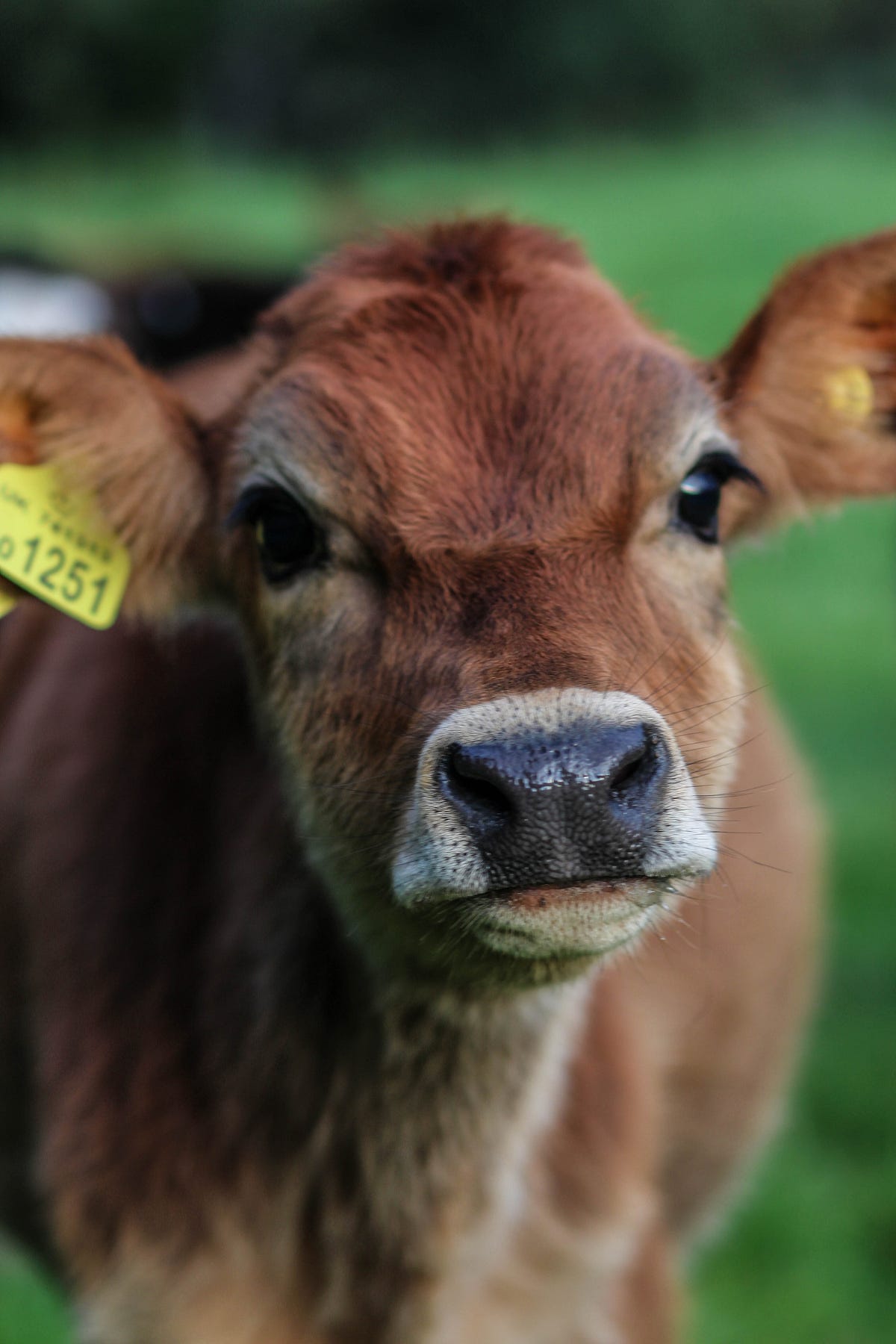 The Calf that Trolled the Internet | by Farmer Georgie | Farm, Food and ...