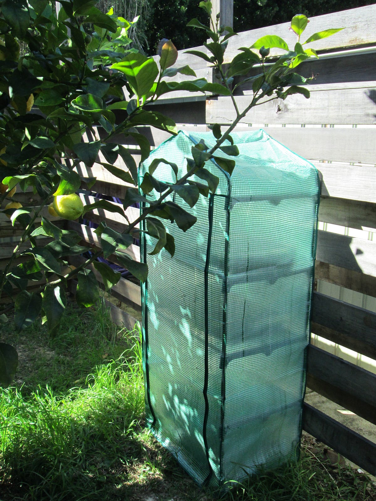 Plant Summer Seedlings, Check — first ever growing season | by Adelaide ...