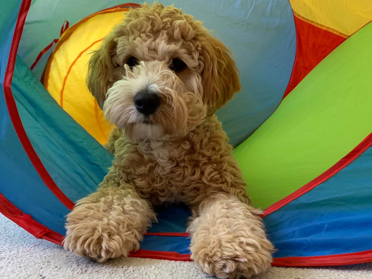 My Dog’s Positive Impact on My Chronic Illness | by Oli Bentley | Oli ...