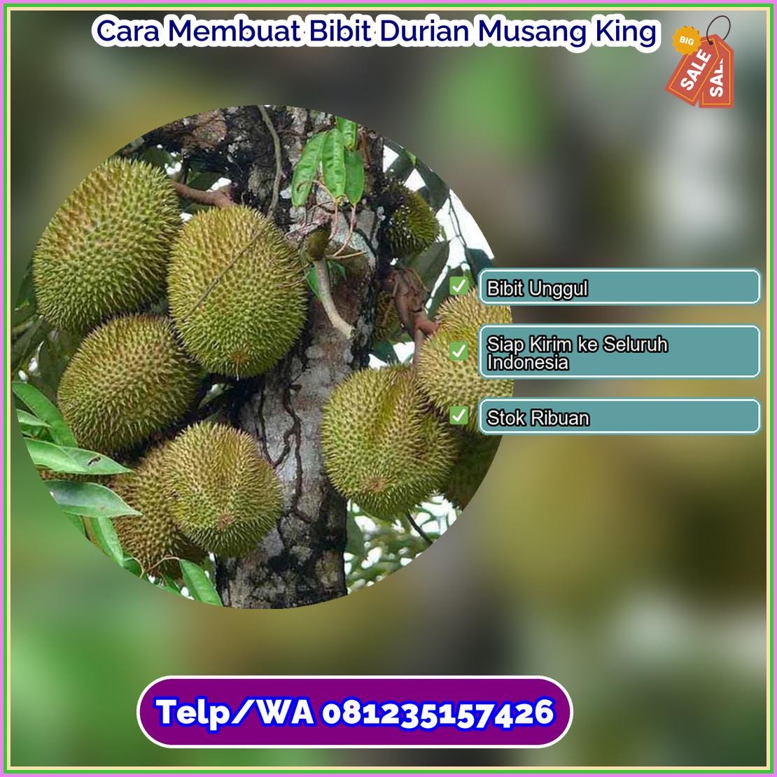 Cara Membuat Bibit Durian Musang King | by Pusat Bibit | Jul, 2023 | Medium