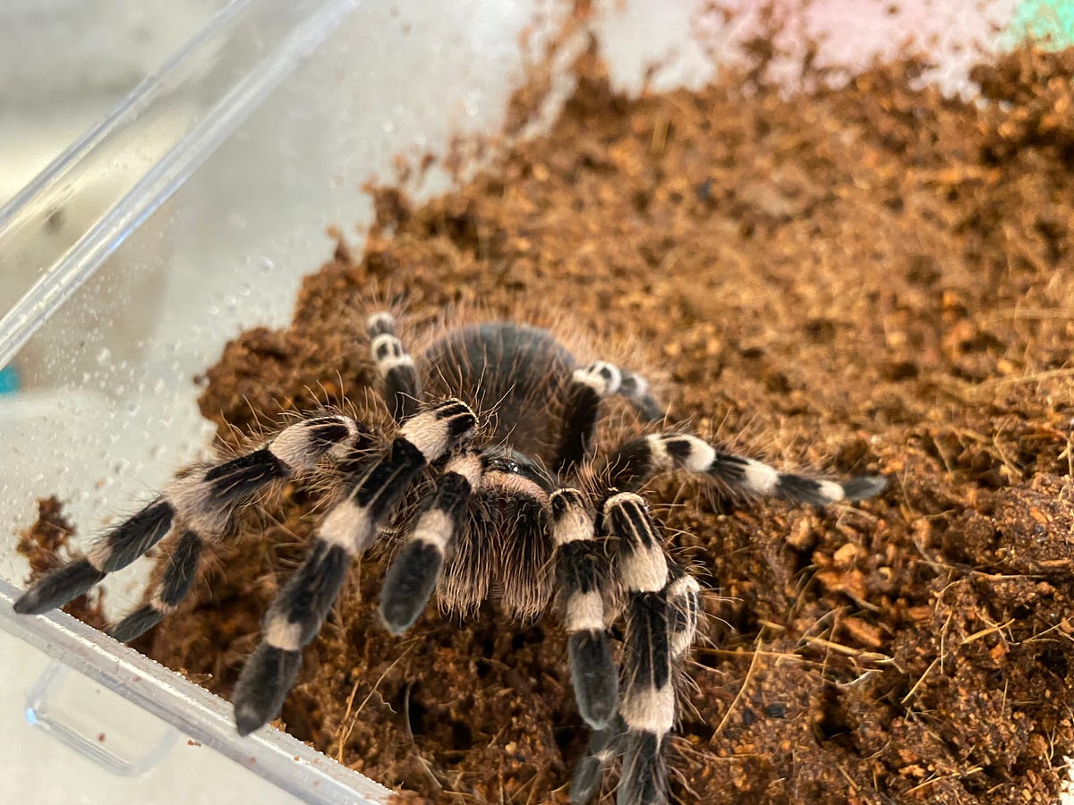 Baby Tarantulas