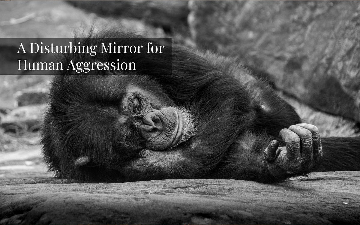 Chimpanzee Violence: A Disturbing Mirror for Human Aggression | by ...