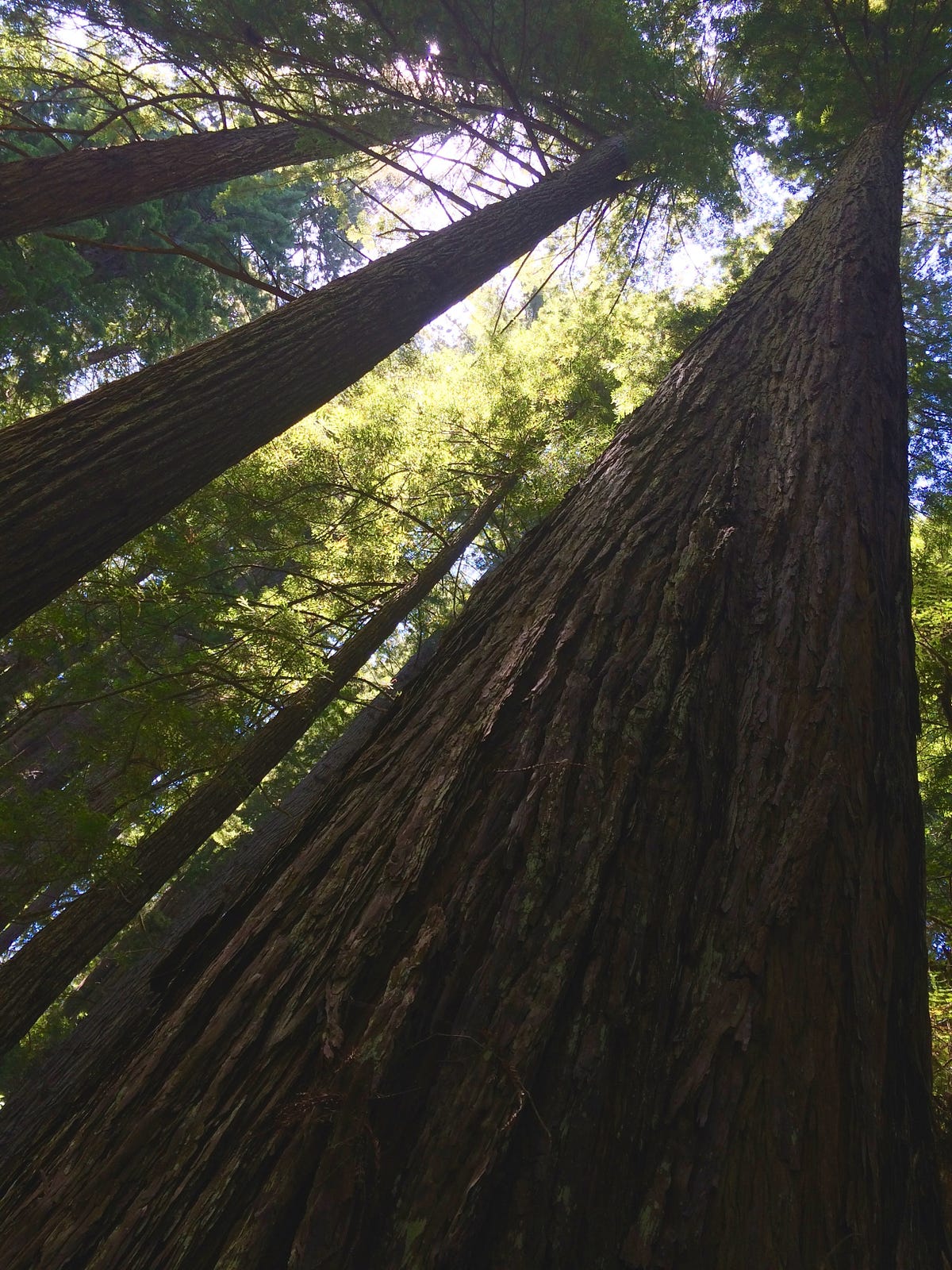 Find your redwoods. Figuring out what’s important in work… | by Nate ...