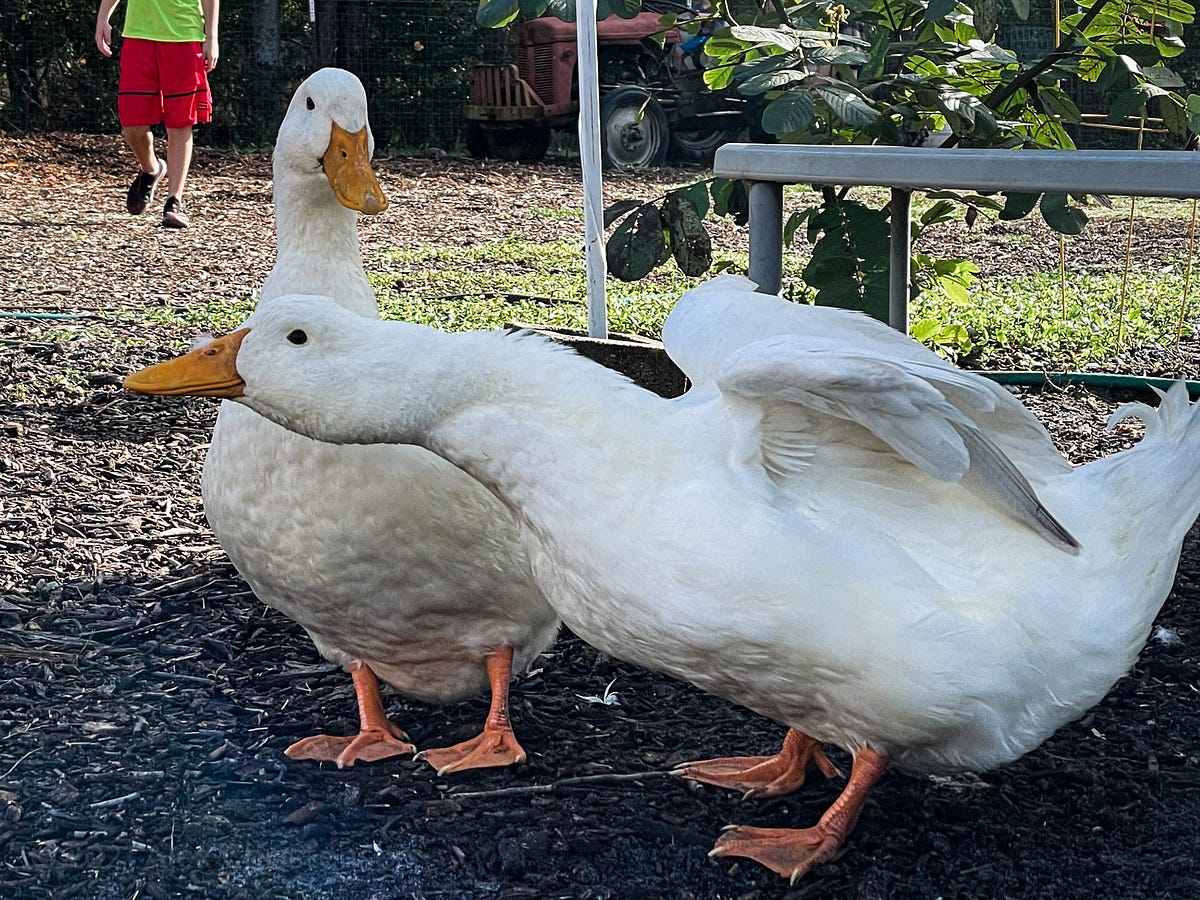 Rescue Ducks Settling in For Winter | by Alexandra Christensen | Six ...