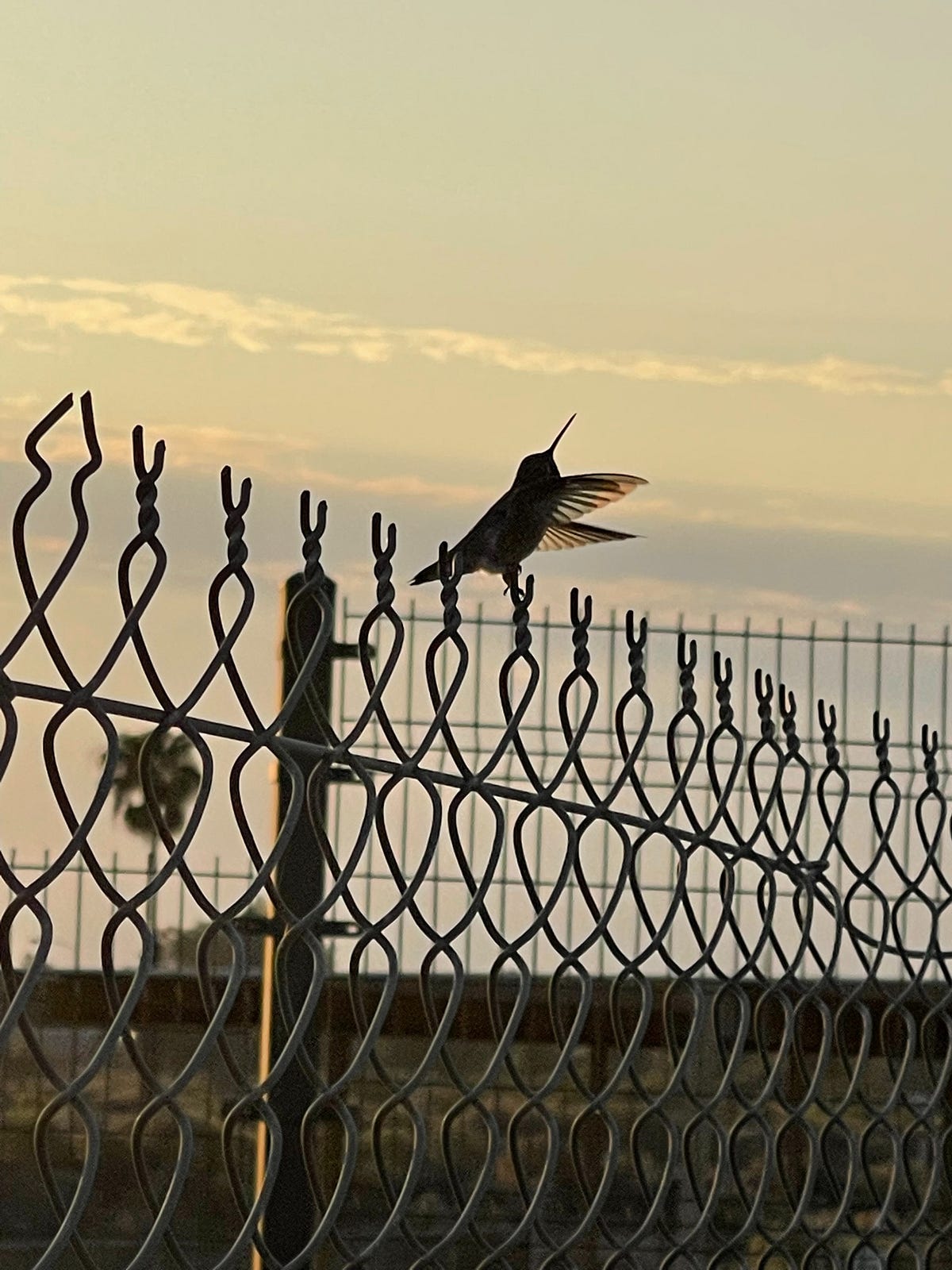 Hummingbird. Haiku and commentary | by Mark Tulin | Zen Poetry | Medium