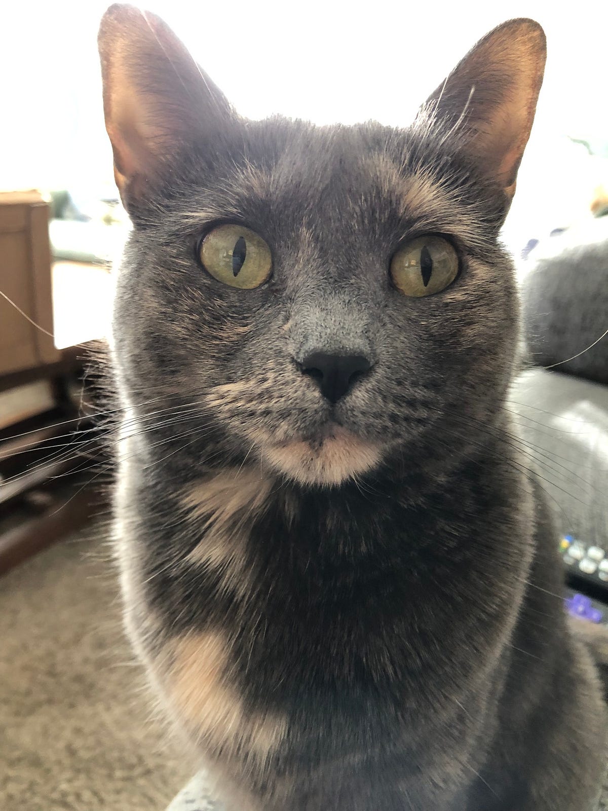 Can pets really remember?. I have often wondered just how long a… | by William Michael ...
