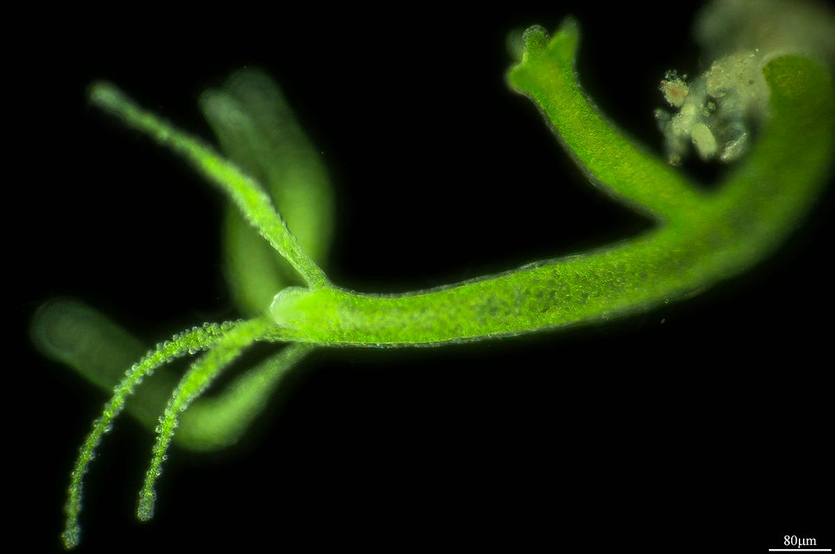 The ties that bind. The alga Chlorella and the animal Hydra… | by eLife ...