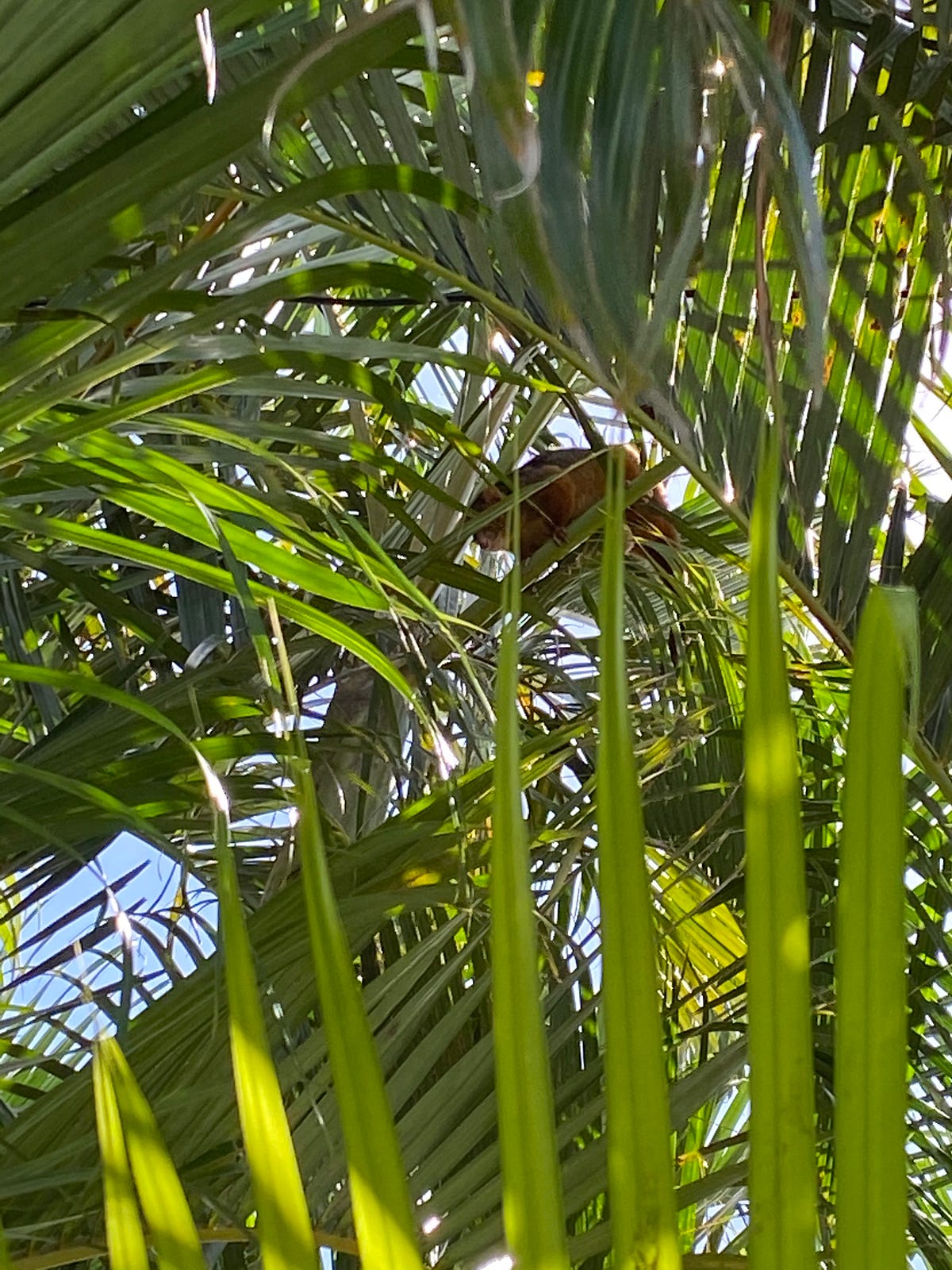 Look what I found in my palm trees! | by Adrienne Beaumont | The Daily ...