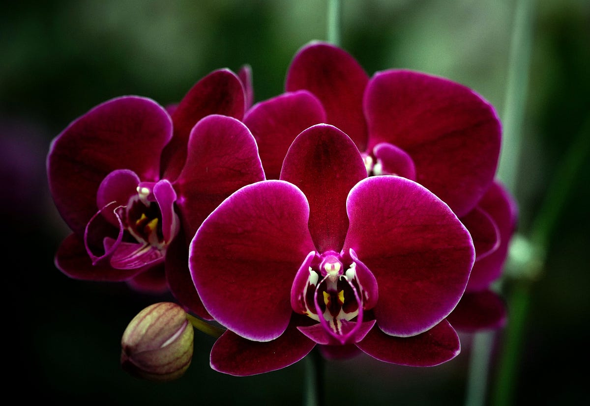 How to care for your Orchid. | The Environment