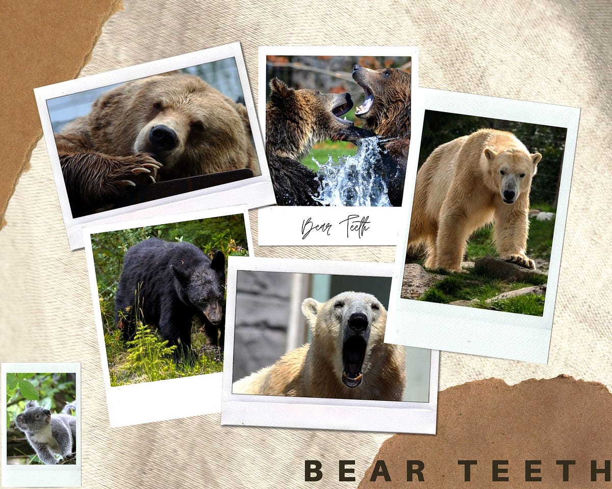 Bear teeth: everything you need to know (size, shape and sharpness ...