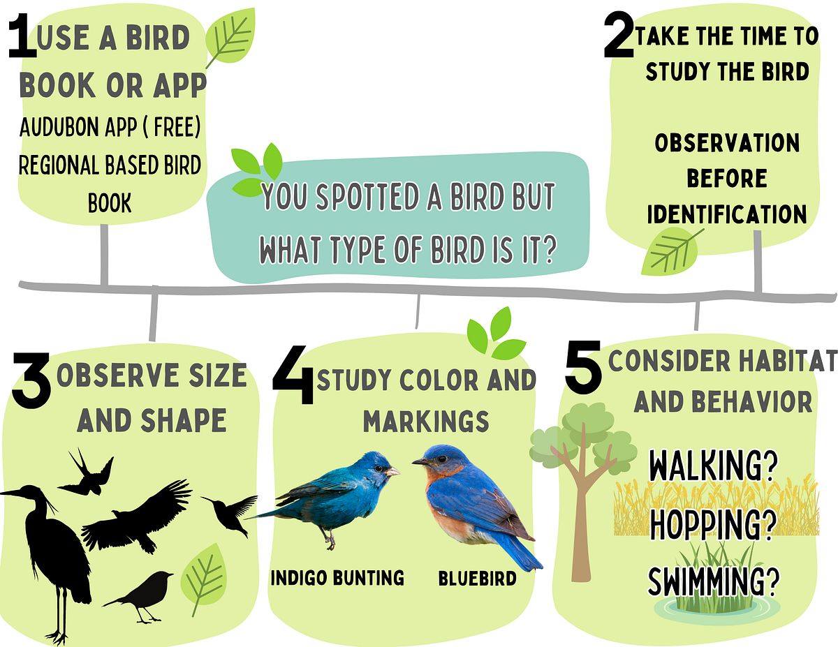 Begin Identifying Birds. Identifying birds can be a rewarding… | by ...