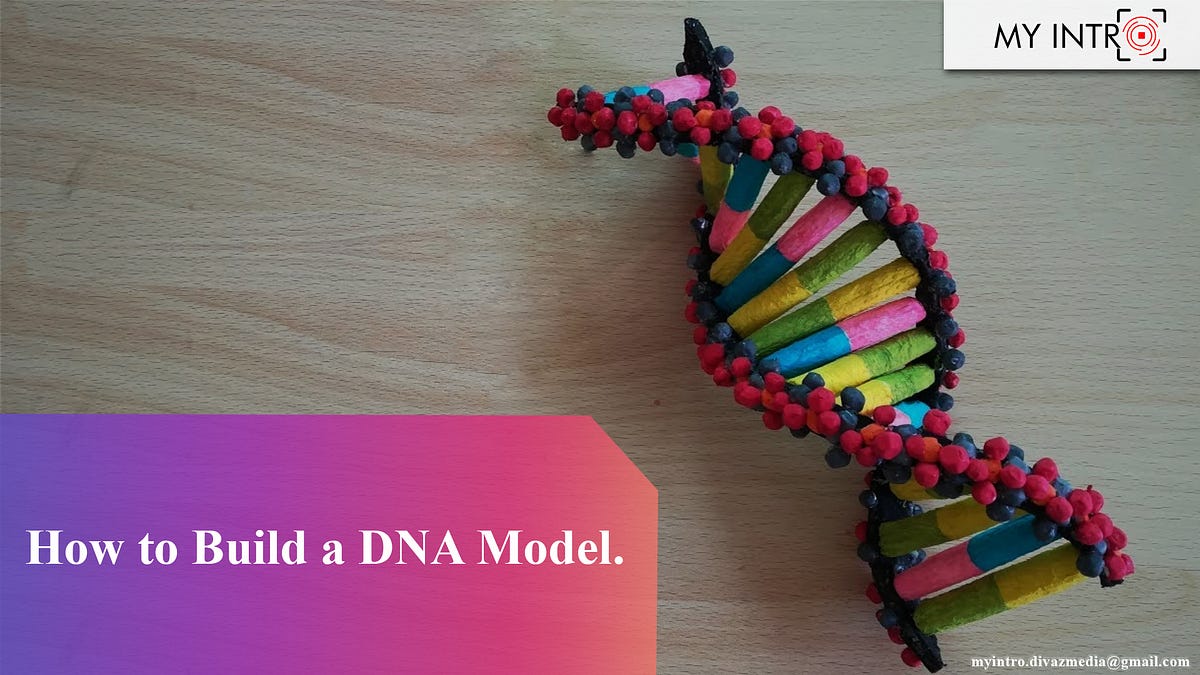 How to Build a DNA Model.. A DNA model must consist of two… | by Divaz ...