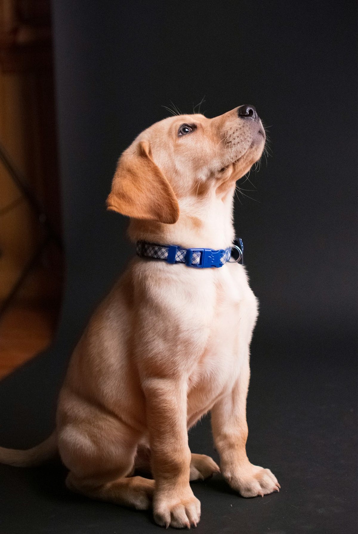 🐾 Dogs: The Furry Gods Who Make Us Pick Up Their Poop | by Susie Buquoy ...
