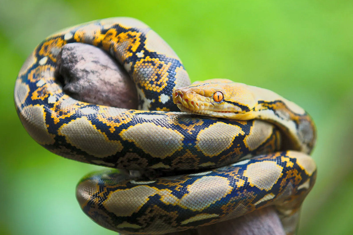 Conquering the Python Jungle: The First Step into the Coding verse. | by akki | 𝐀𝐈 𝐦𝐨𝐧𝐤𝐬.𝐢𝐨 | Medium