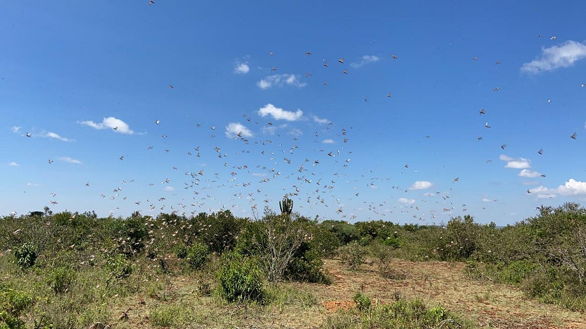 Key lessons from our pilot testing the effectiveness of drones for ...