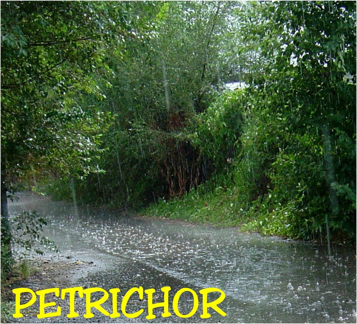 PETRICHOR. The PETRICHOR when the droplets of… | by GSL Times | Medium