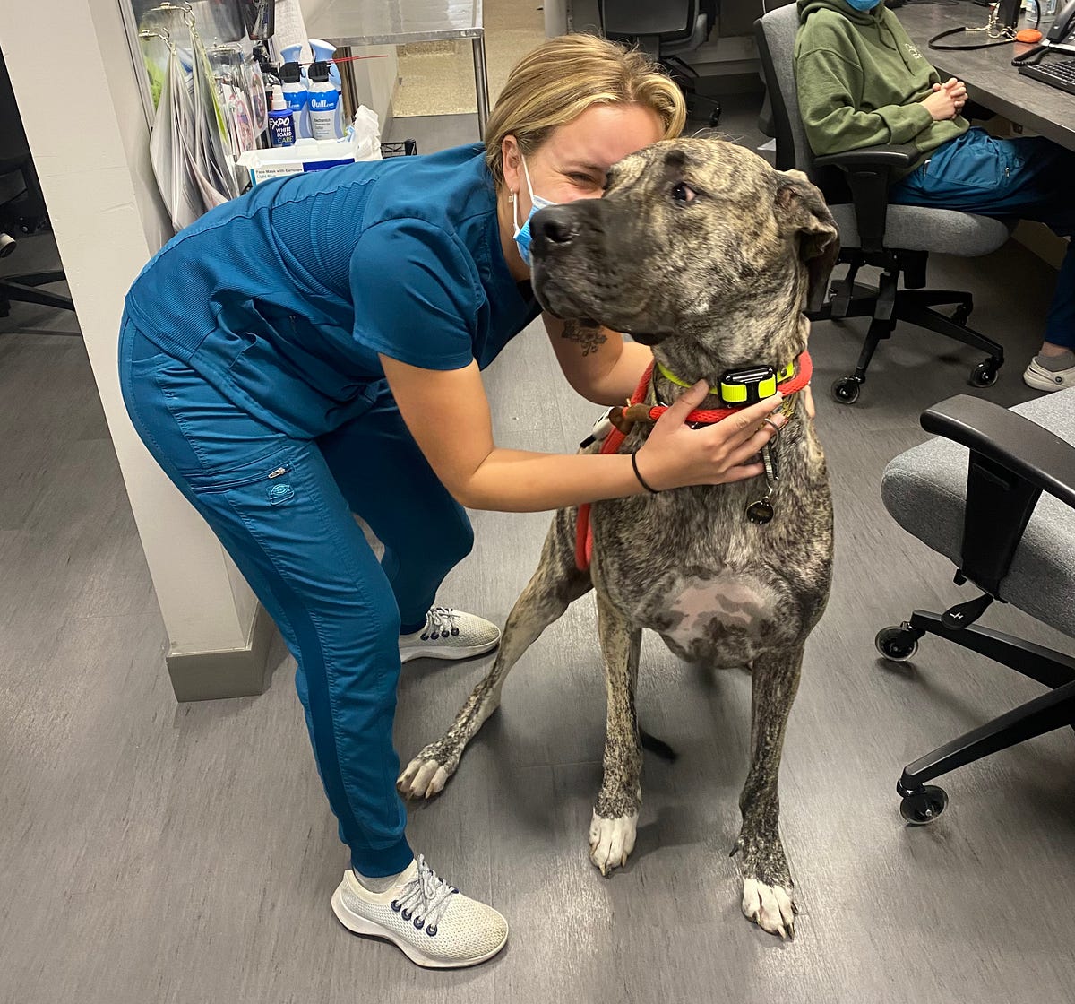 6 Things Your Emergency Vet Clinic Staff Wants You to Know | by Addison ...