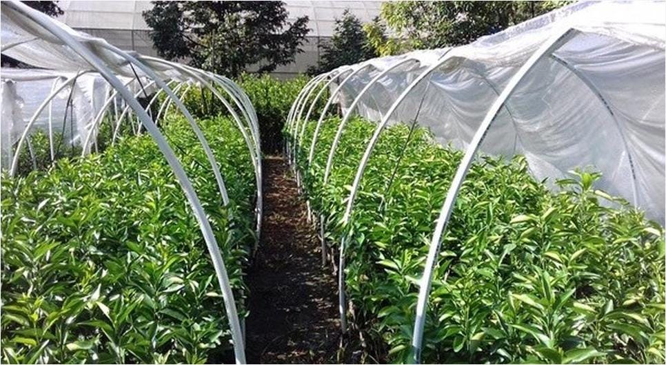 Bibit Jeruk Batu 55 Buah Keprok Kudus | by Ezio Asoka | Medium