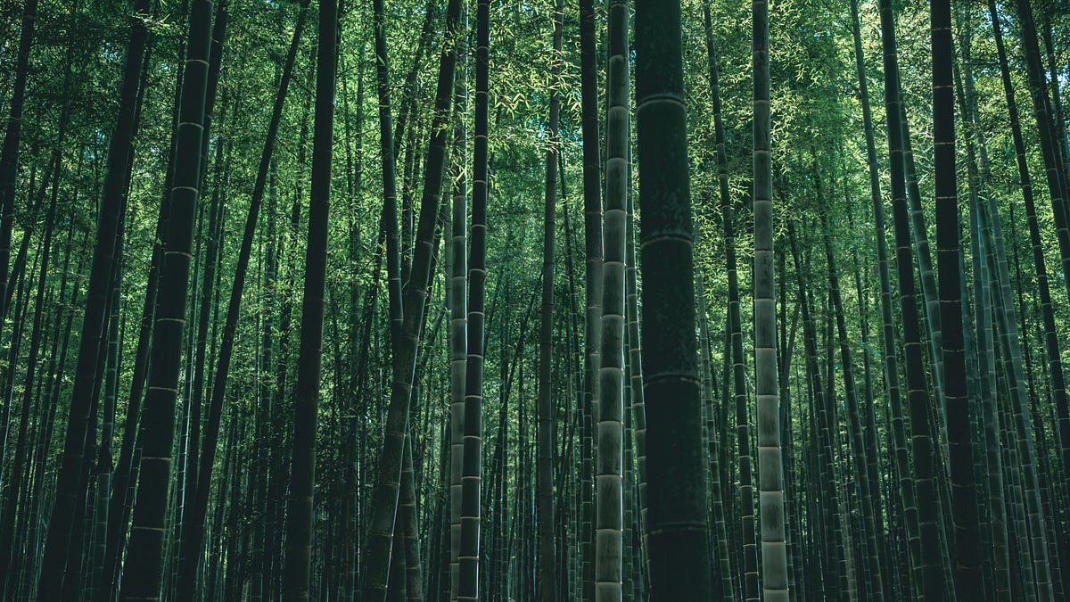 The Great Chinese Bamboo Tree. A few days ago, I came across the story ...