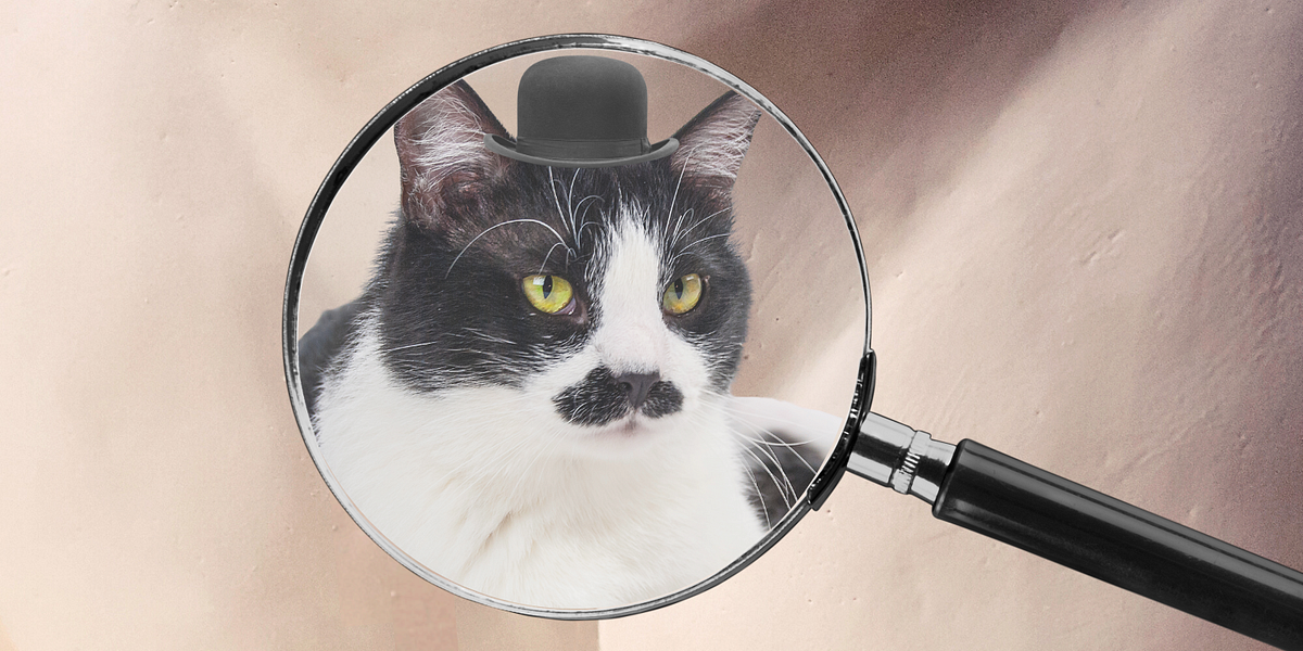 I Shaved My Pubes Into A Poirot Pussy Stache These Are The Mysteries