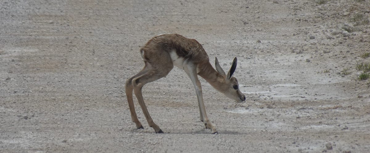 Staggering towards mom. Monthly challenge — baby wild animals | by ...