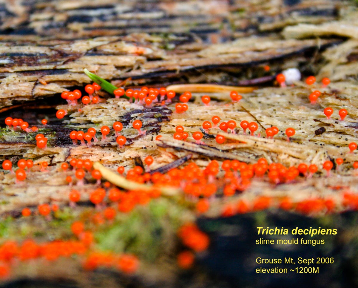 Naming Things Is Fun Why I Love Taxonomy By Rich Sobel Medium naming-things-is-fun-why-i-love-taxonomy-by-rich-sobel-medium