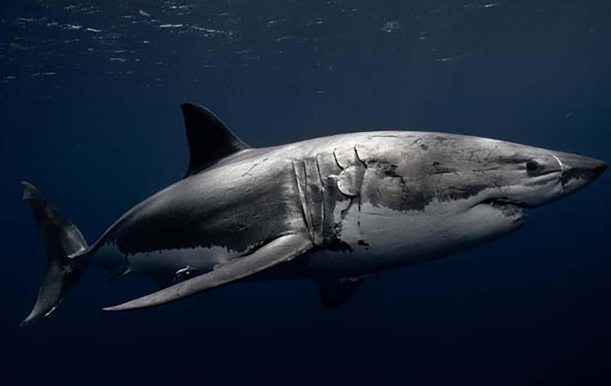 Shark Weak. Sharks, they’re just like us. | by Stinky Think Tank | Medium