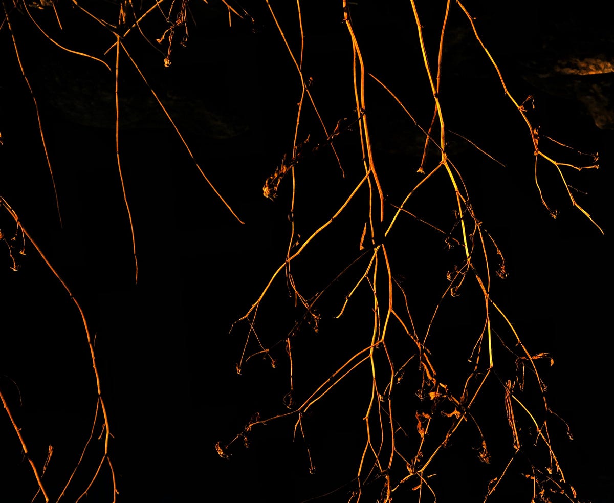 Can’t see the forest for the tree? Largest quaking aspen forest is one ...