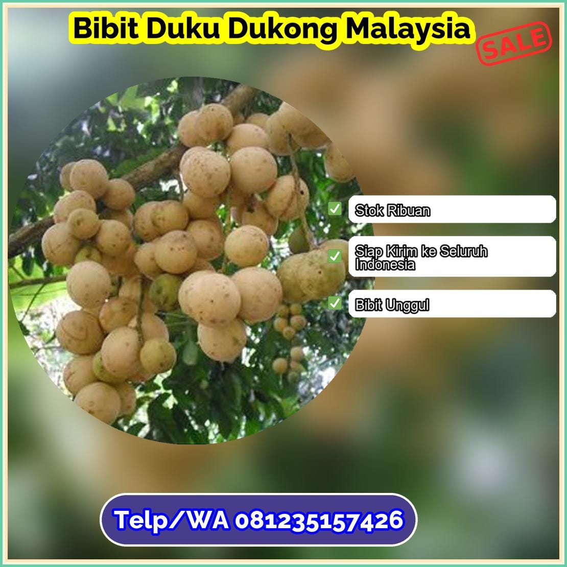 Jual Bibit Duku Dukong Malaysia Jeneponto | by Ezio Asoka | Jul, 2023 ...